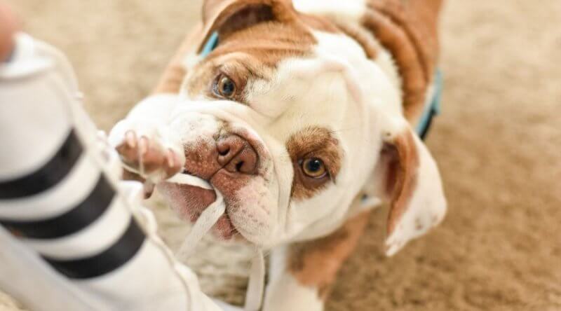 Dog bites - common areas bitten & how to treat - PetProfessional