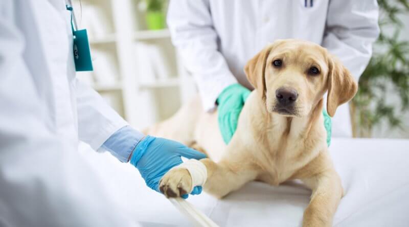 Veterinary hazards: keeping vets & technicians safe at work ...