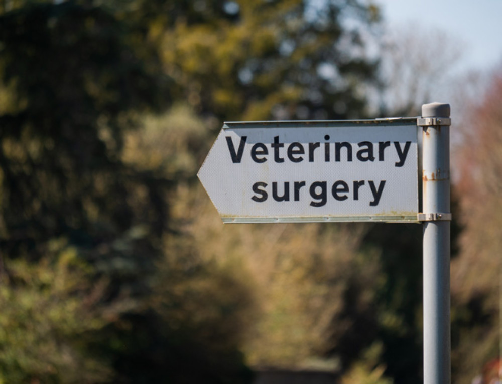 Veterinary hazards: keeping vets & technicians safe at work ...